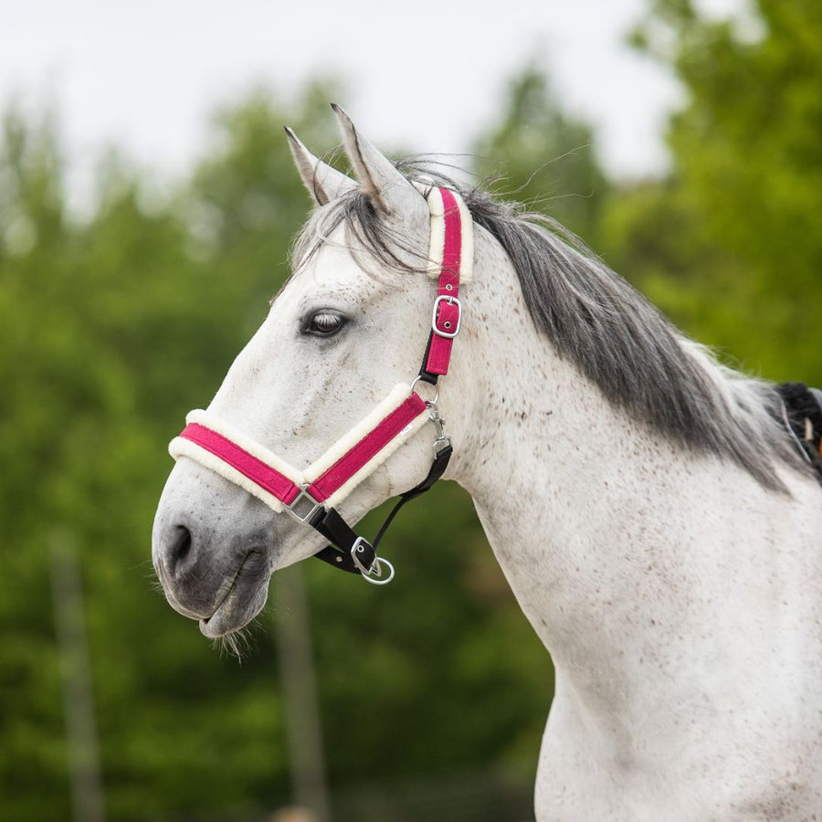 Halters – Equestroom