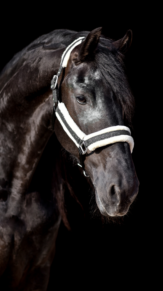 Halters – Equestroom